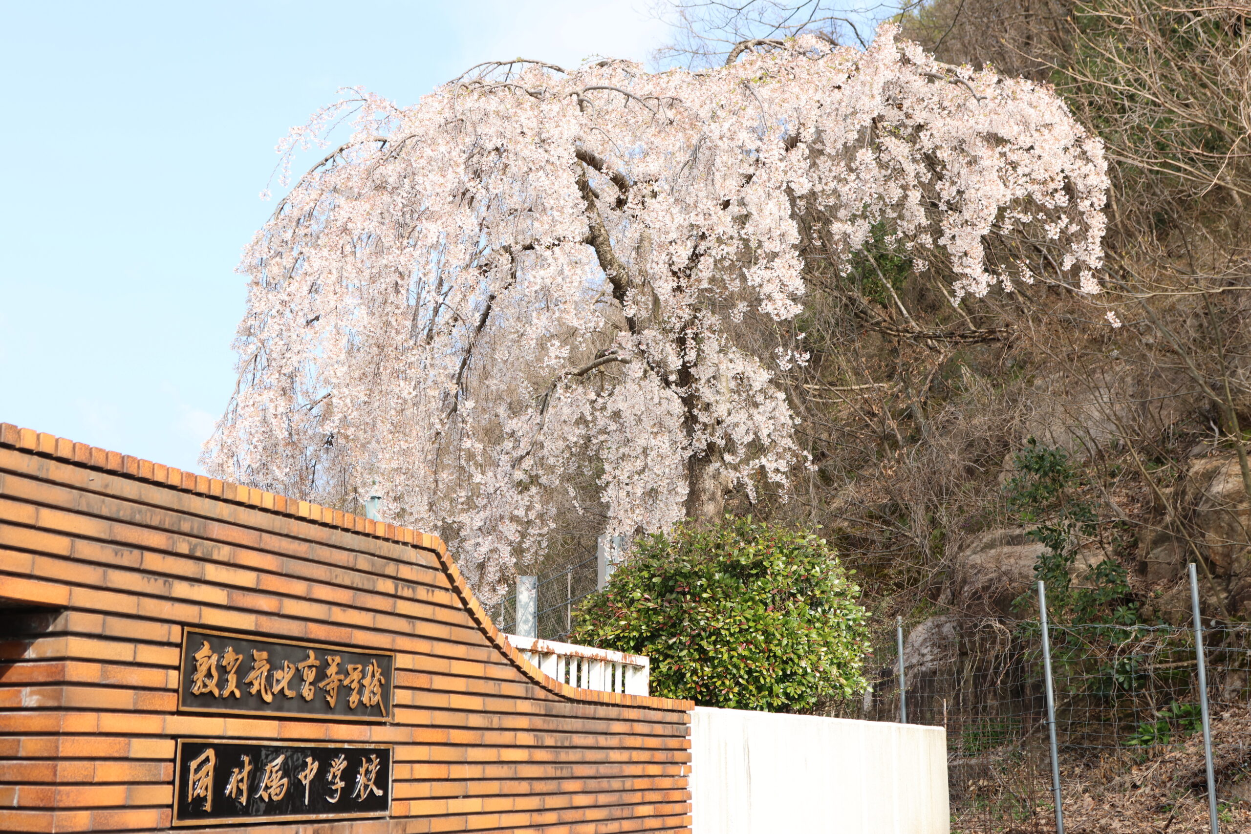 2025年4月7日令和7年度敦賀気比高等学校並びに敦賀気比高等学校付属中学校入学式が校門のしだれ桜が満開のもと、厳かに行われました。 | 敦賀 ...